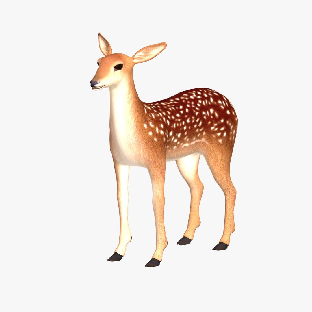 3D fawn modeled model - TurboSquid 1363207