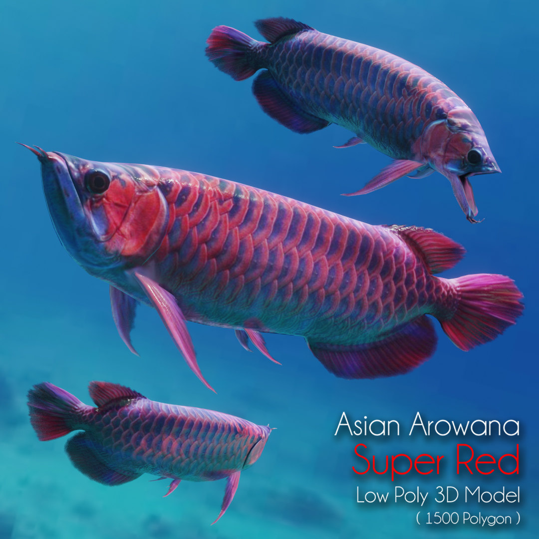 3D asian arowana super red fish model - TurboSquid 1469585