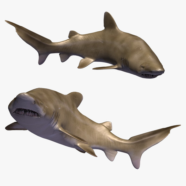 3d animation greenland shark
