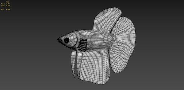 2020 betta fish 3D model - TurboSquid 1473083