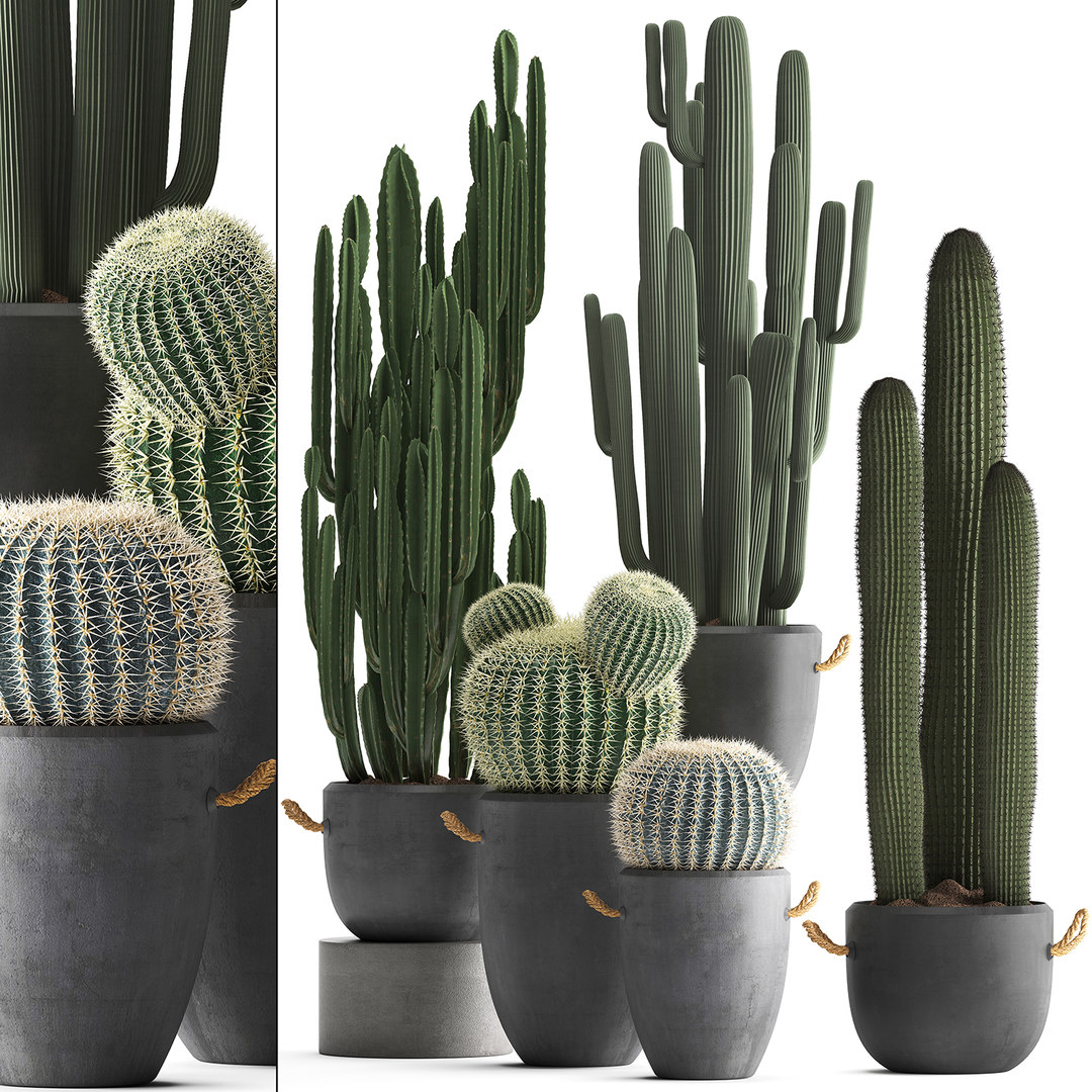 Plants exotic cactus 3D model - TurboSquid 1473521