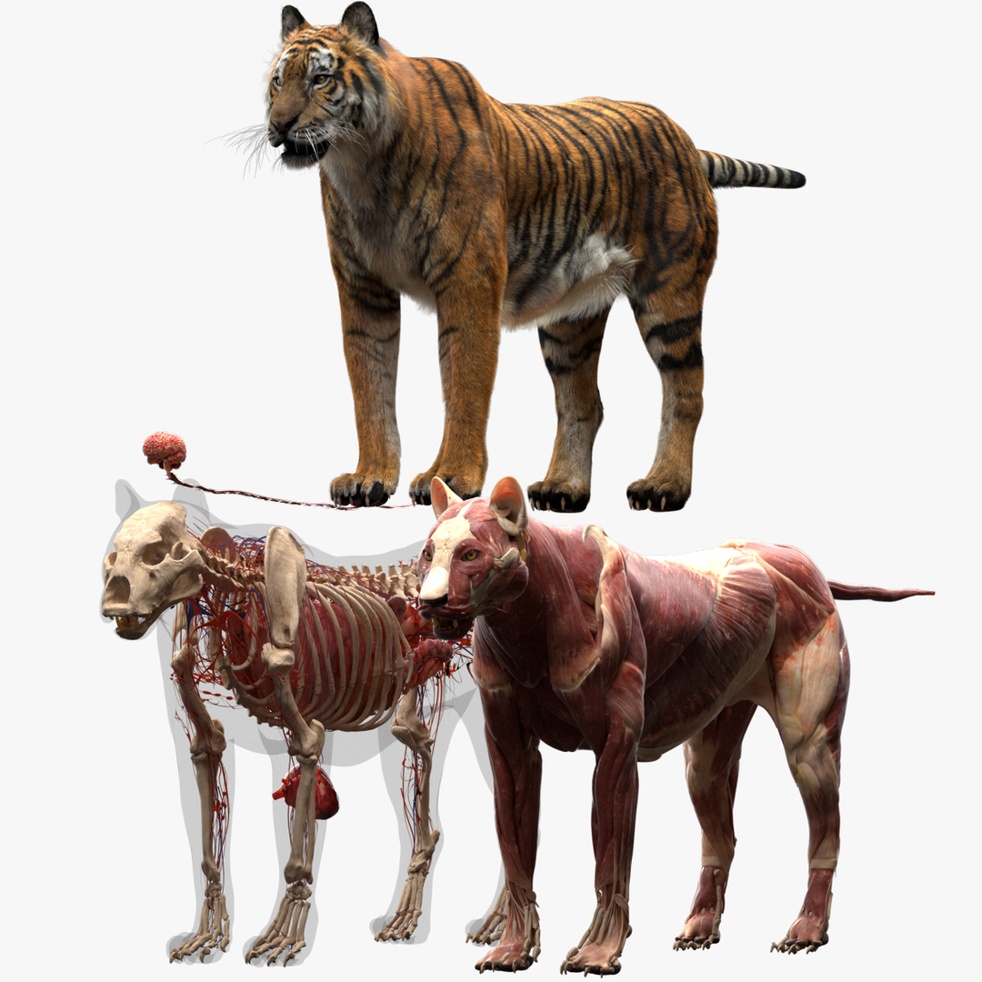 Tiger anatomy 3D model - TurboSquid 1473688