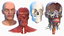 3D human head anatomy skin model - TurboSquid 1474081