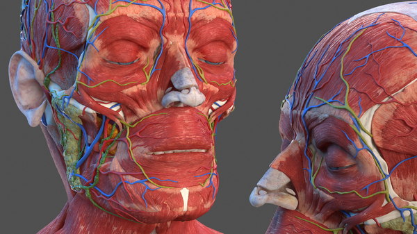 3D human head anatomy skin model - TurboSquid 1474081