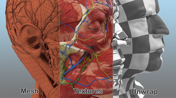 3D human head anatomy skin model - TurboSquid 1474081