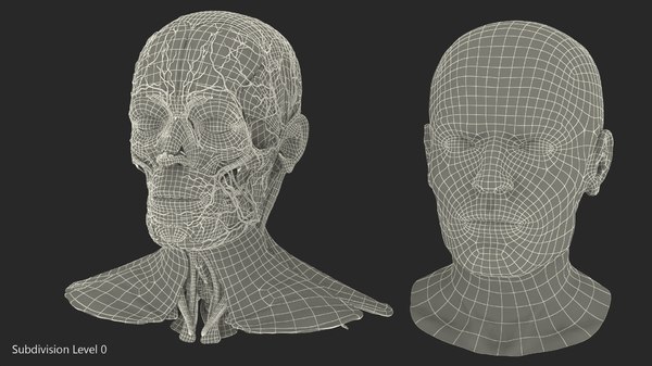 3D human head anatomy skin model - TurboSquid 1474081