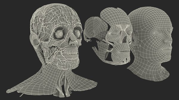 3D human head anatomy skin model - TurboSquid 1474081