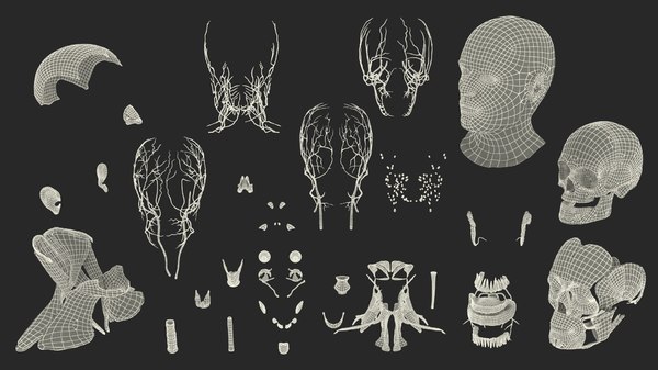 3D human head anatomy skin model - TurboSquid 1474081