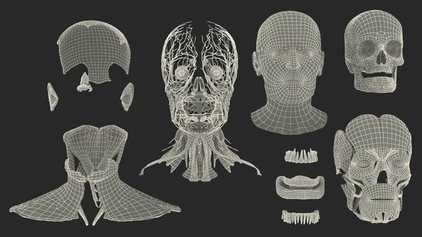 3D human head anatomy skin model - TurboSquid 1474081