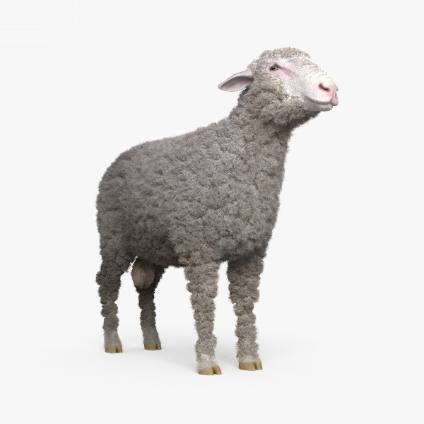 3D sheep - TurboSquid 1474101