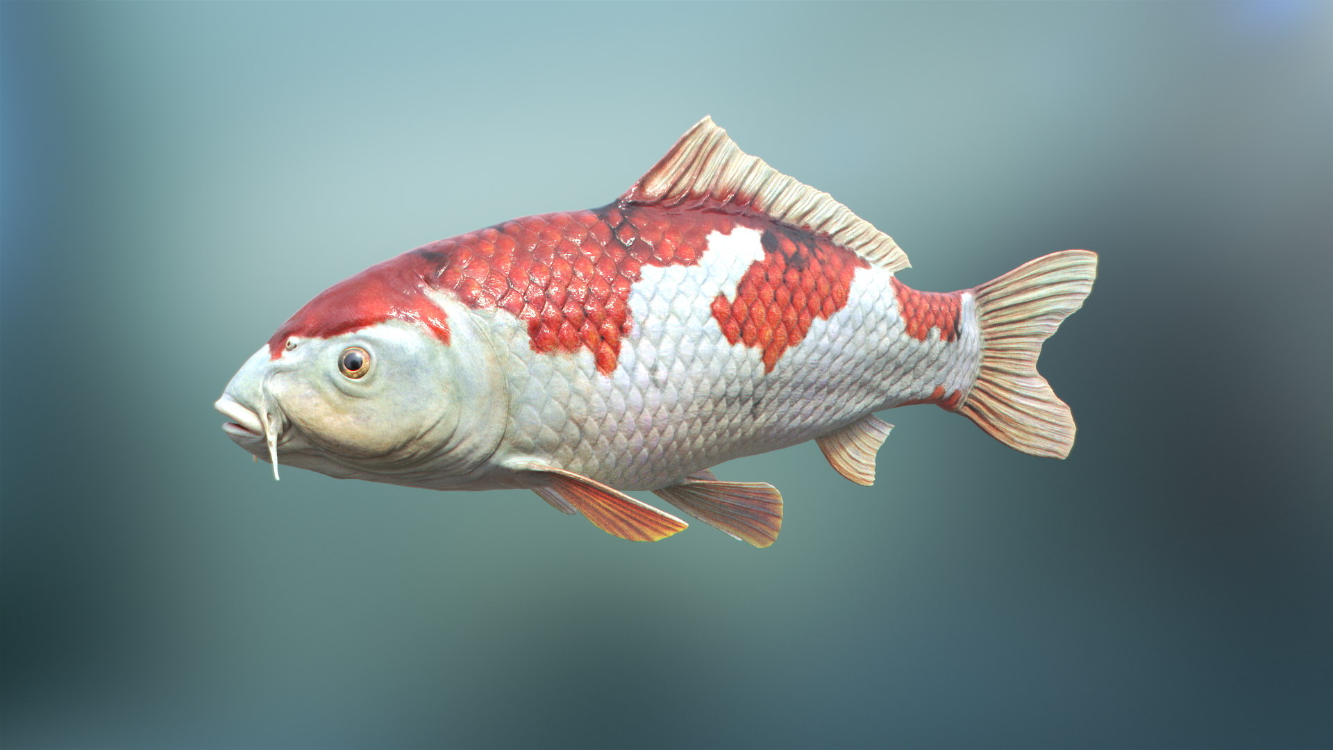 modelo 3d Carpa Koi - TurboSquid 1474790
