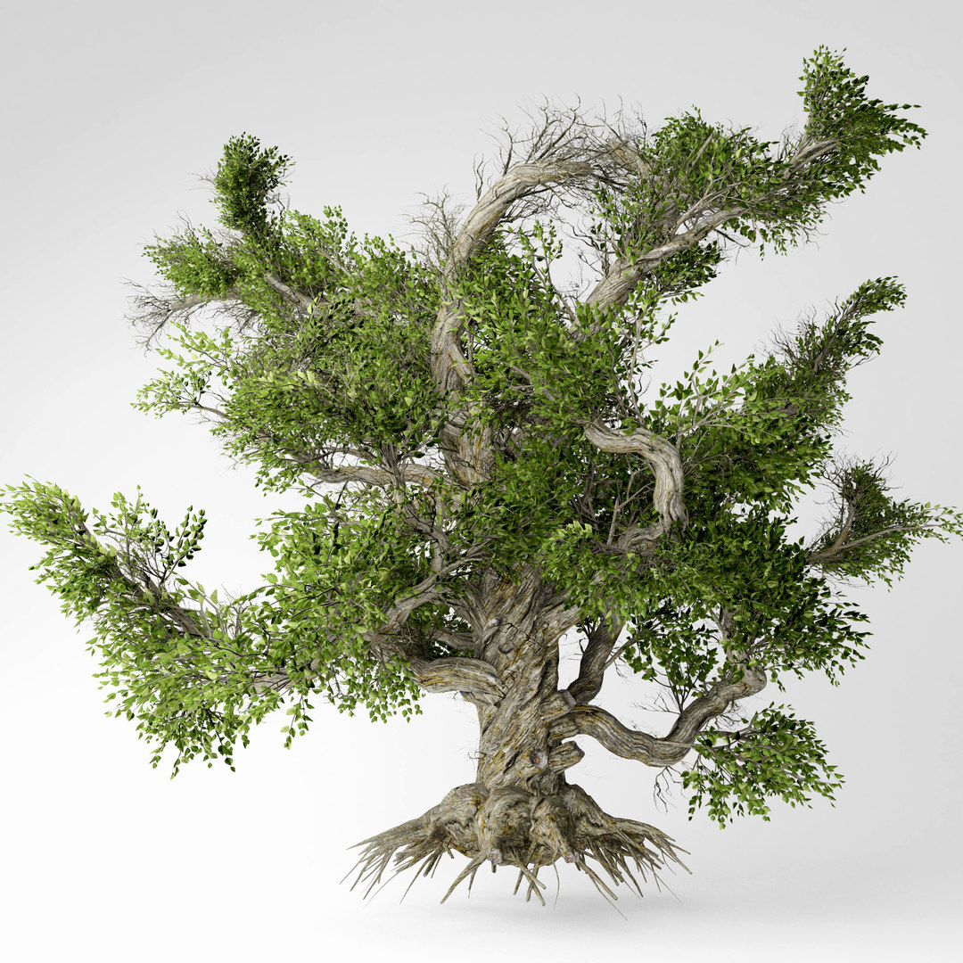 3D old tree model - TurboSquid 1474945