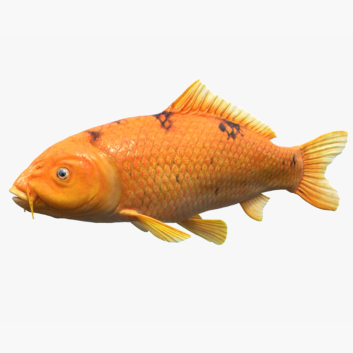 3D golden koi carp - TurboSquid 1475019