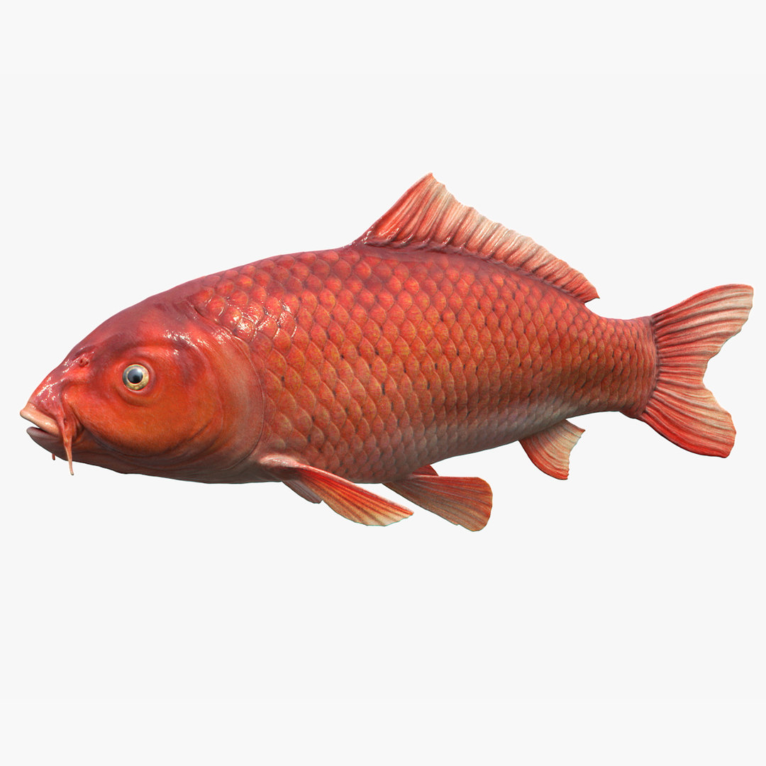 Red koi carp model - TurboSquid 1475023