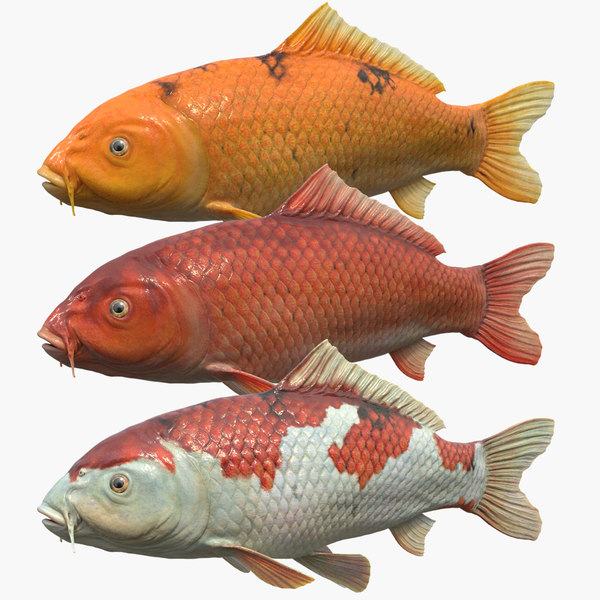 3d model koi fish