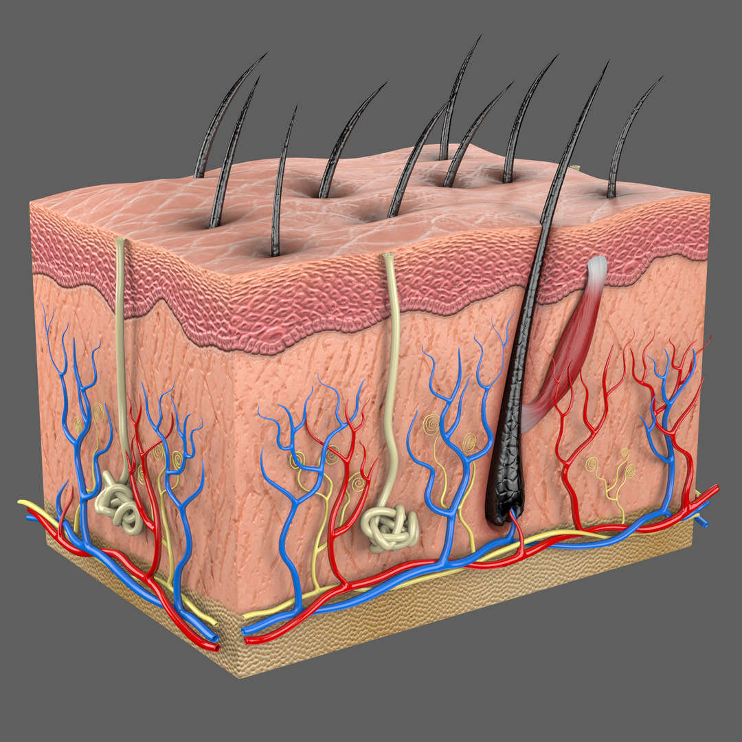 3D modeled skin - TurboSquid 1475372