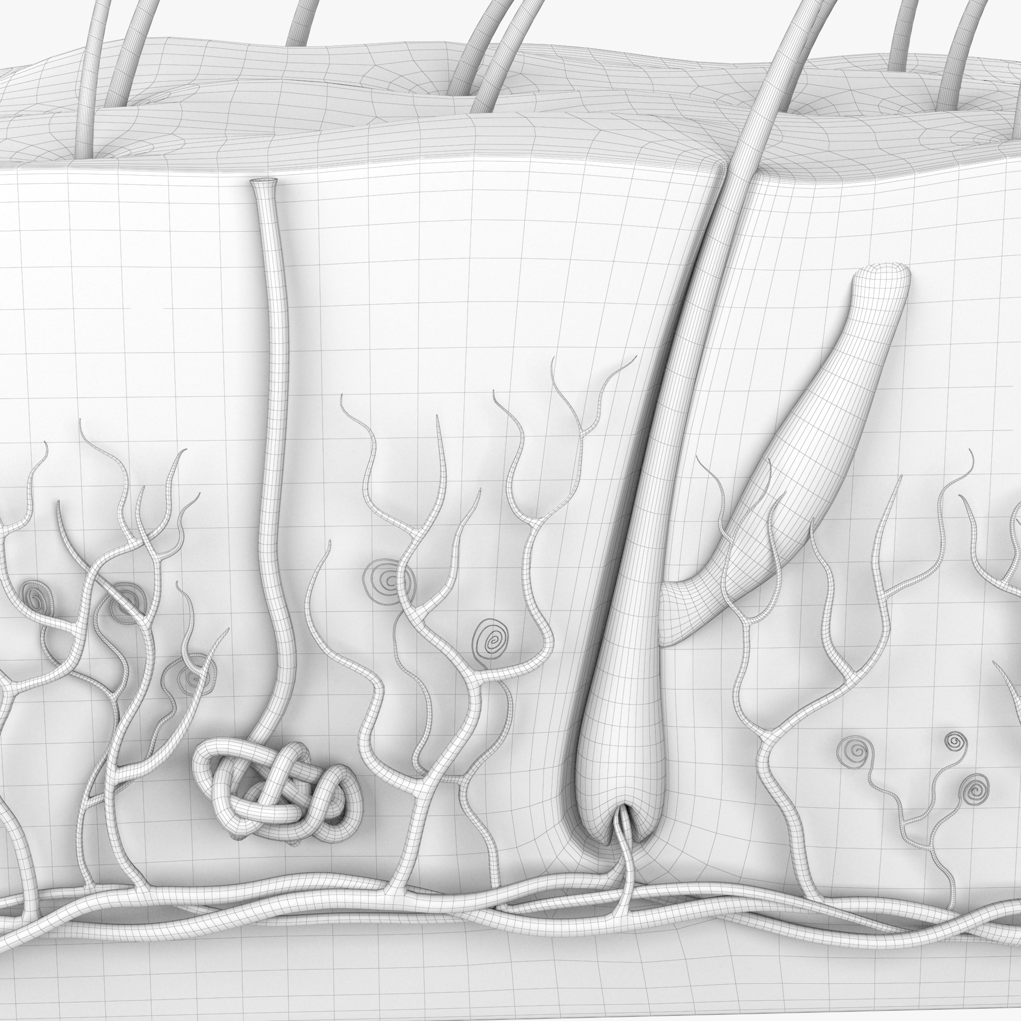 3D modeled skin - TurboSquid 1475372