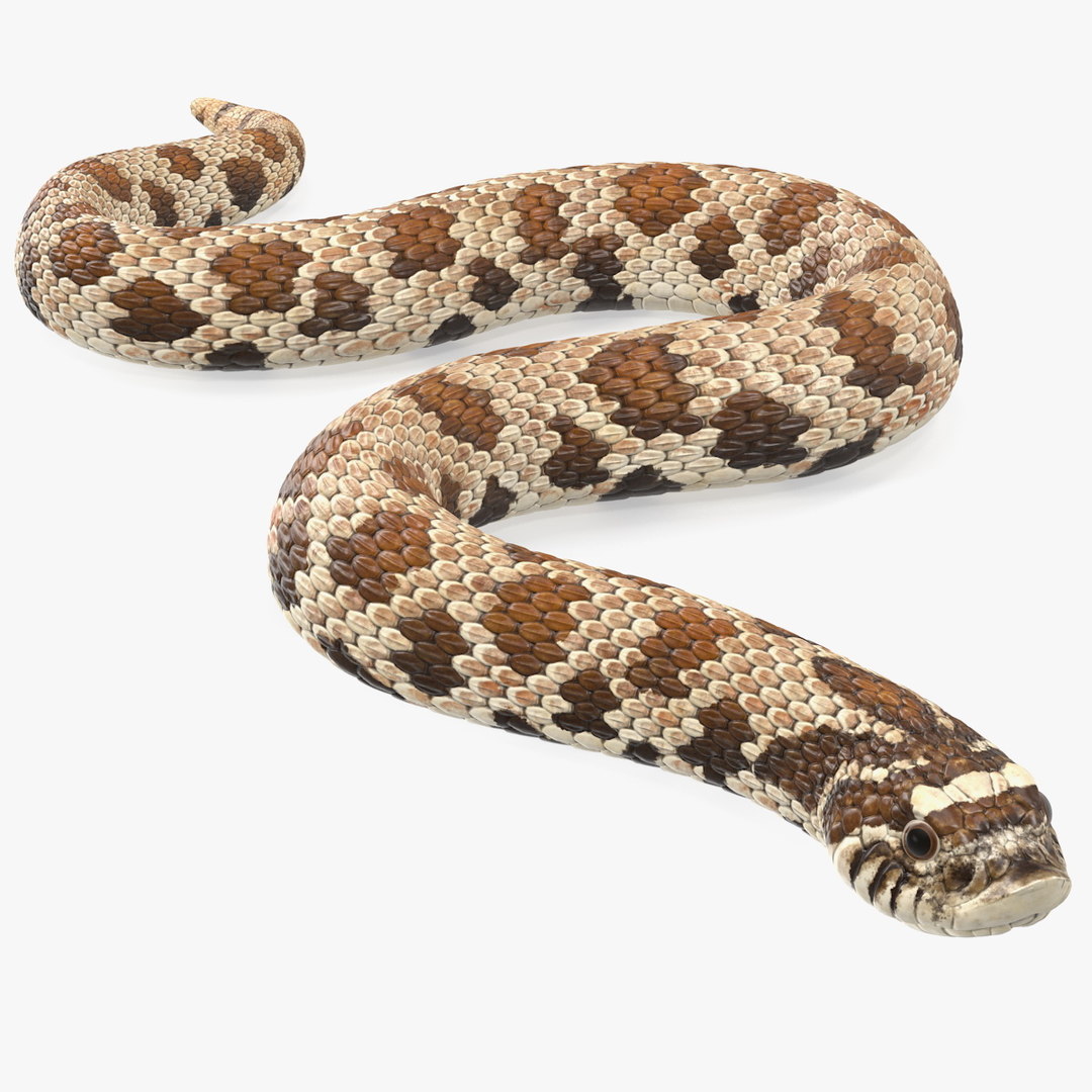 Crawling brown hognose snake 3D - TurboSquid 1475432