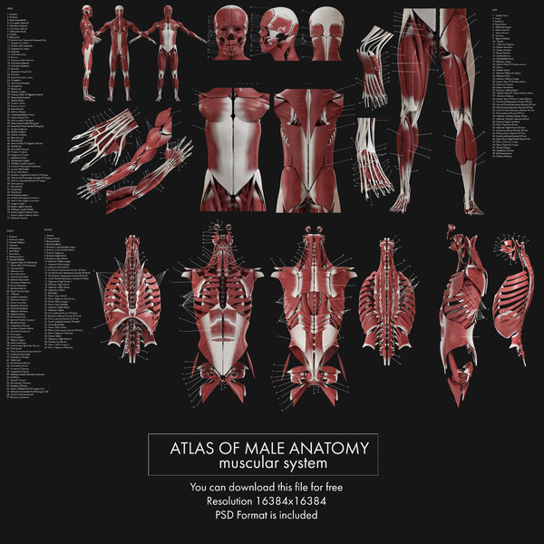 3D male complete anatomy man - TurboSquid 1416355