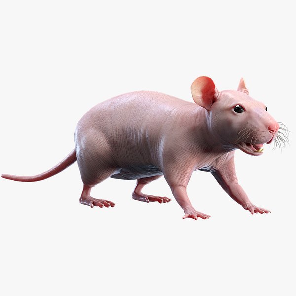 3D Rat Models | TurboSquid