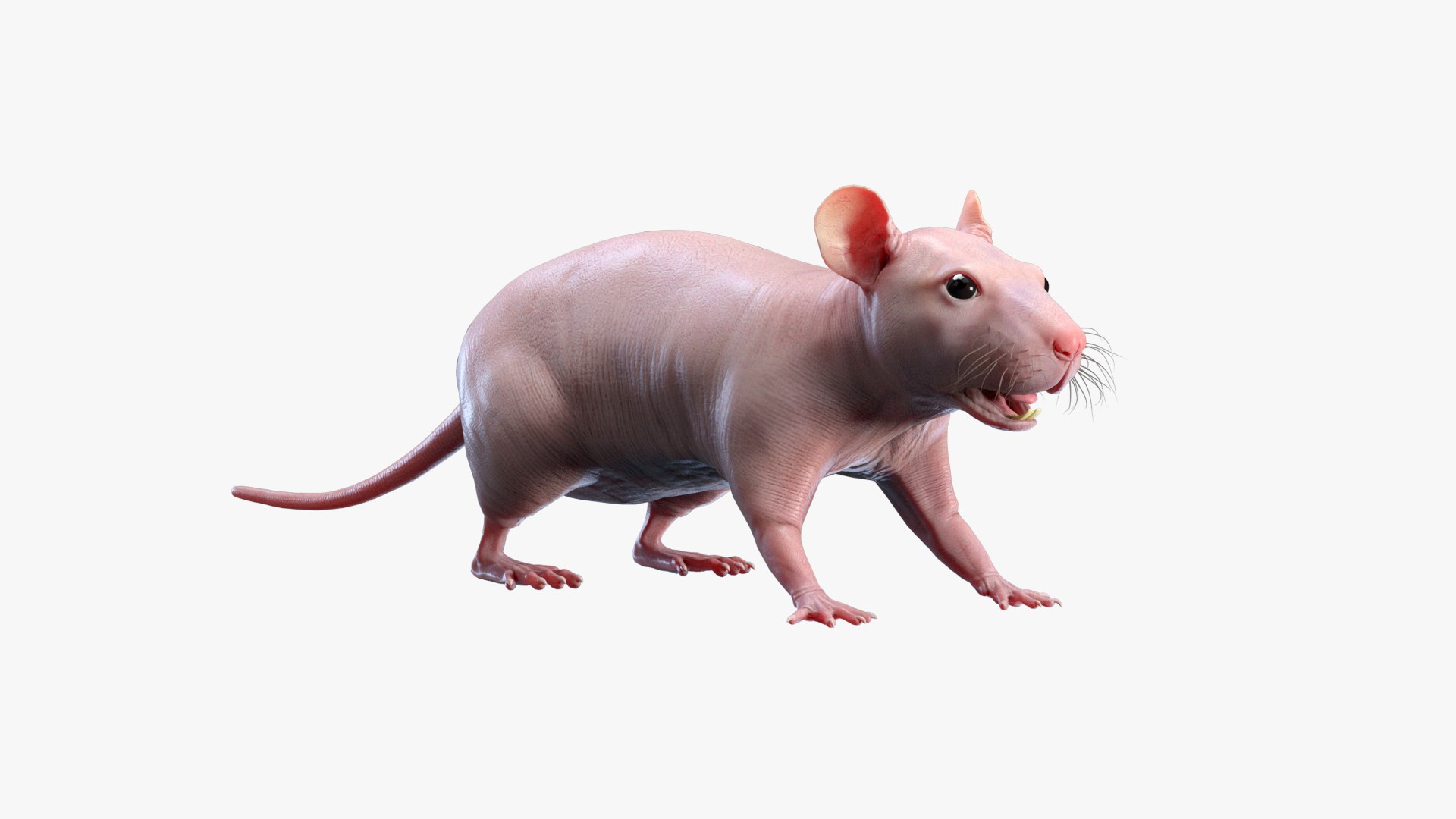 Rat hairless 3D - TurboSquid 1475955