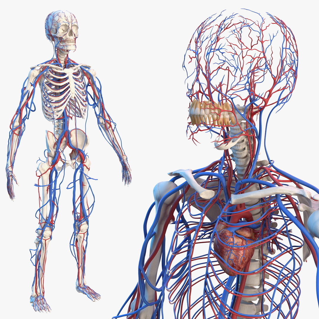 3D male skeleton cardiovascular model - TurboSquid 1476140