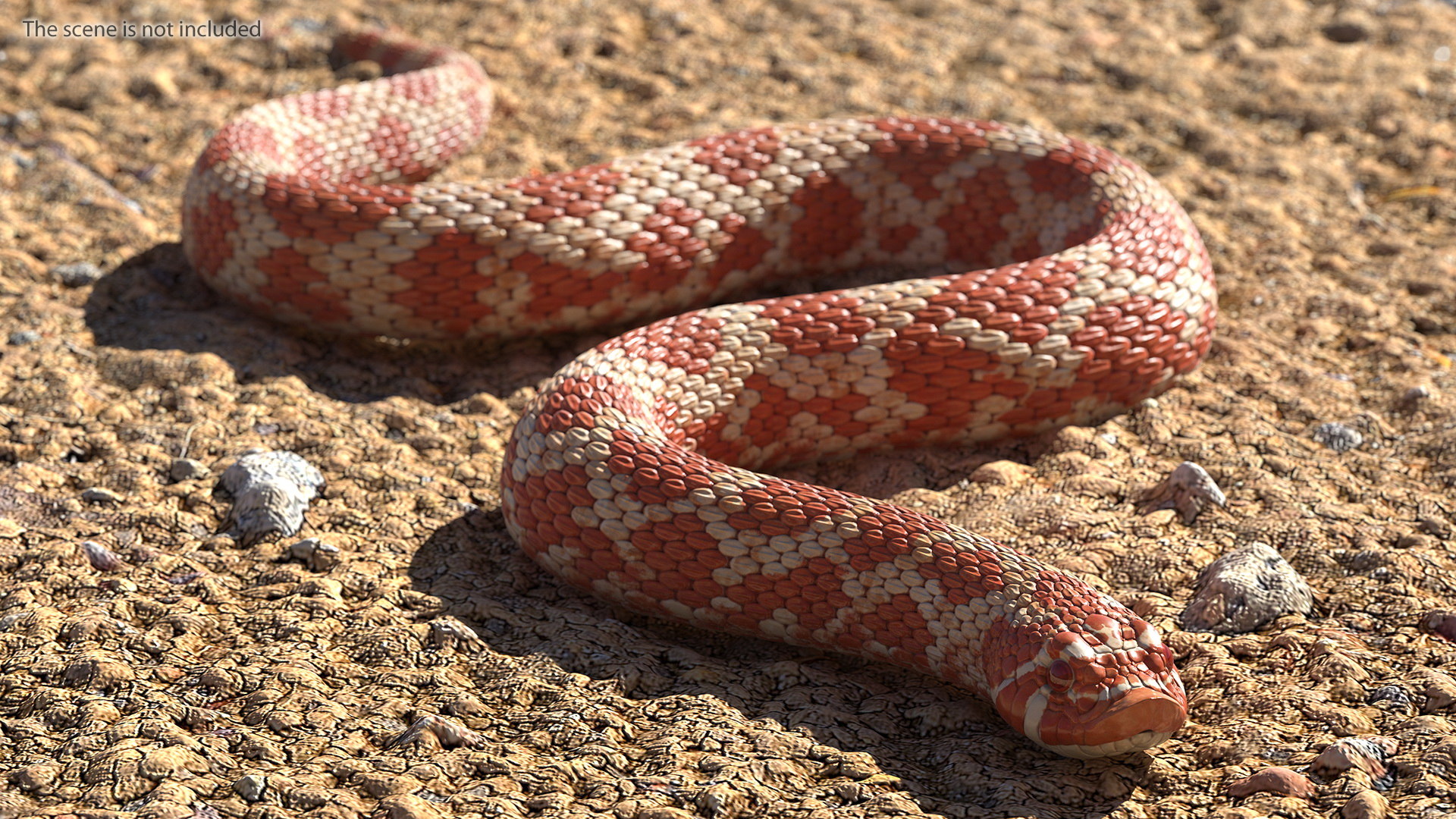 3D red hognose snake crawling model - TurboSquid 1476303