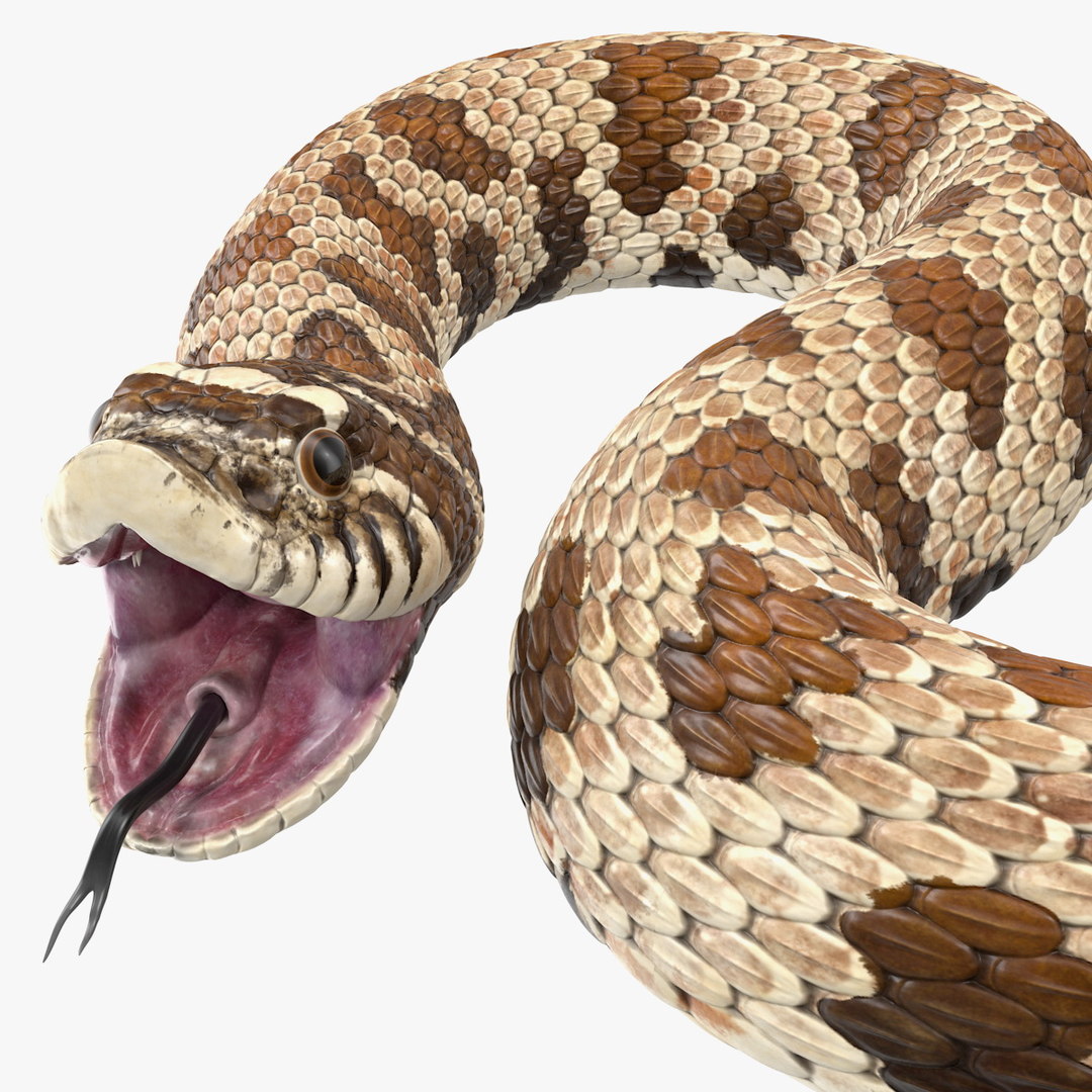 3D brown hognose snake rigged - TurboSquid 1476117