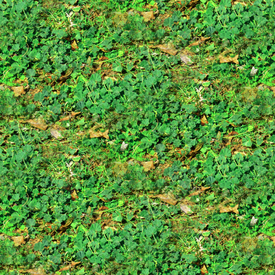 Texture JPEG ground groundcover weed