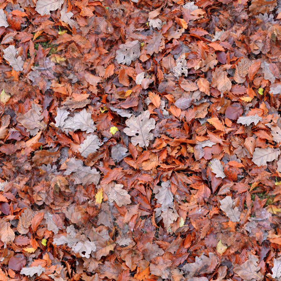 Texture JPEG leaf ground autumn