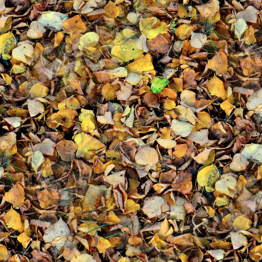 Texture JPEG leaf ground autumn