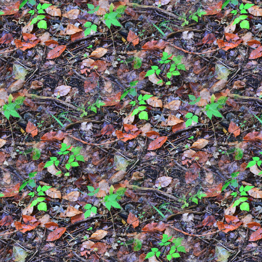 Texture JPEG leaf ground autumn