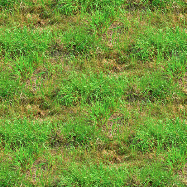Texture JPEG grass long wild