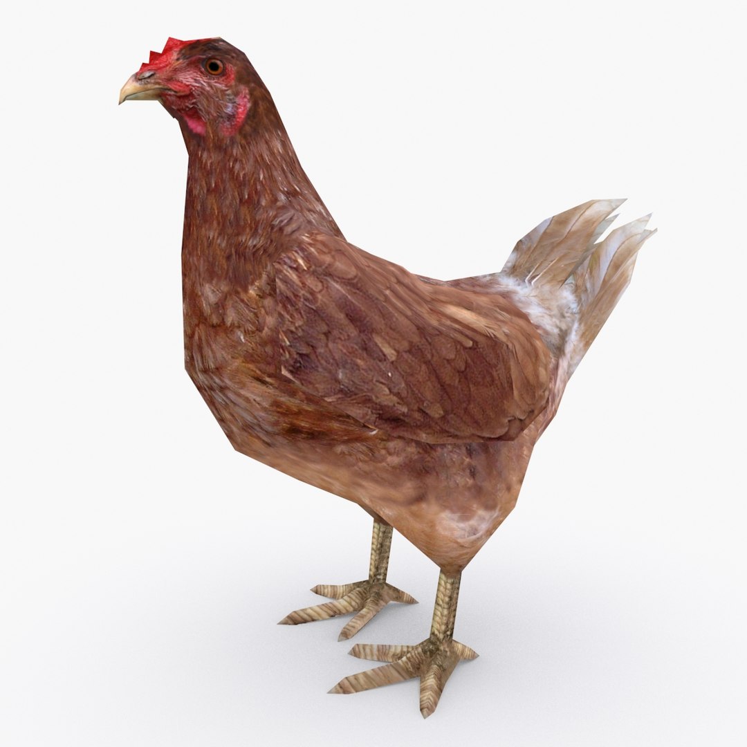 3D model chicken type 02 - TurboSquid 1476753