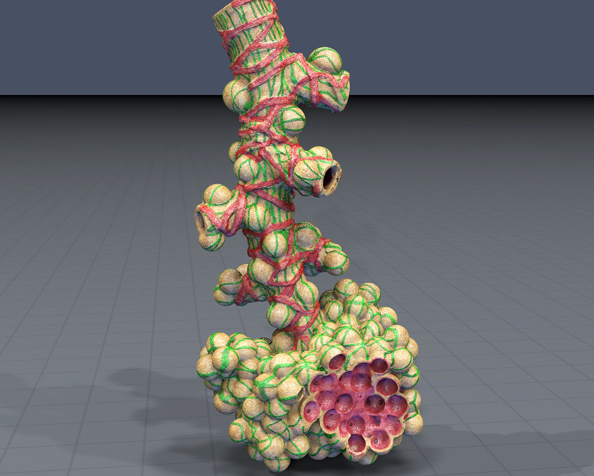 Alveoli lungs 3D model - TurboSquid 1476936