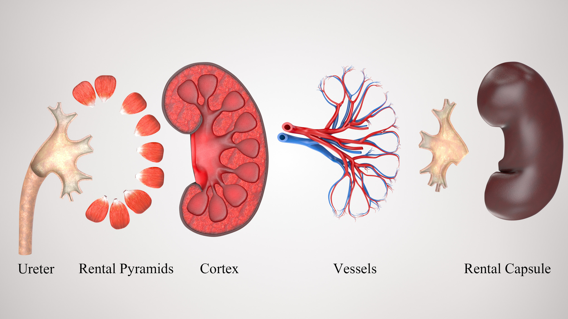 Kidney pbr 8k model - TurboSquid 1477090