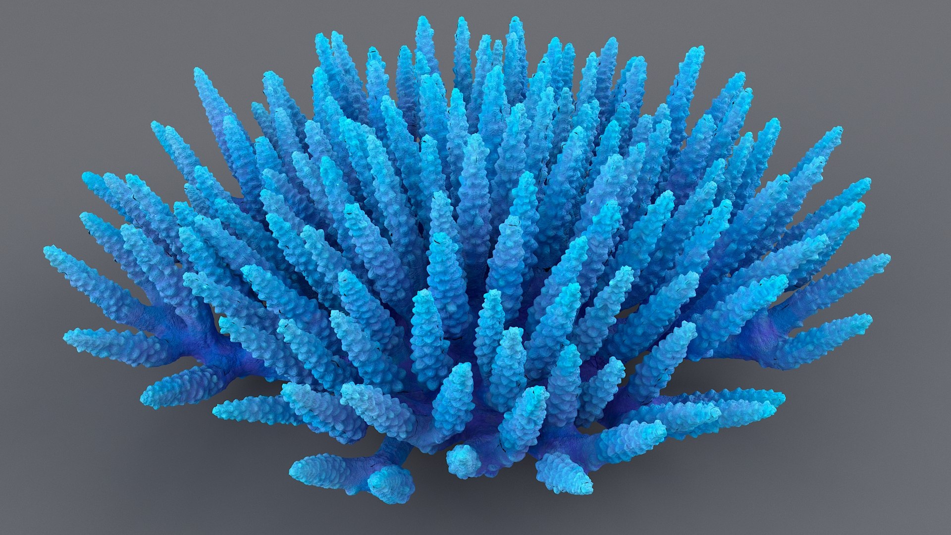 Acropora coral 3D model - TurboSquid 1477193