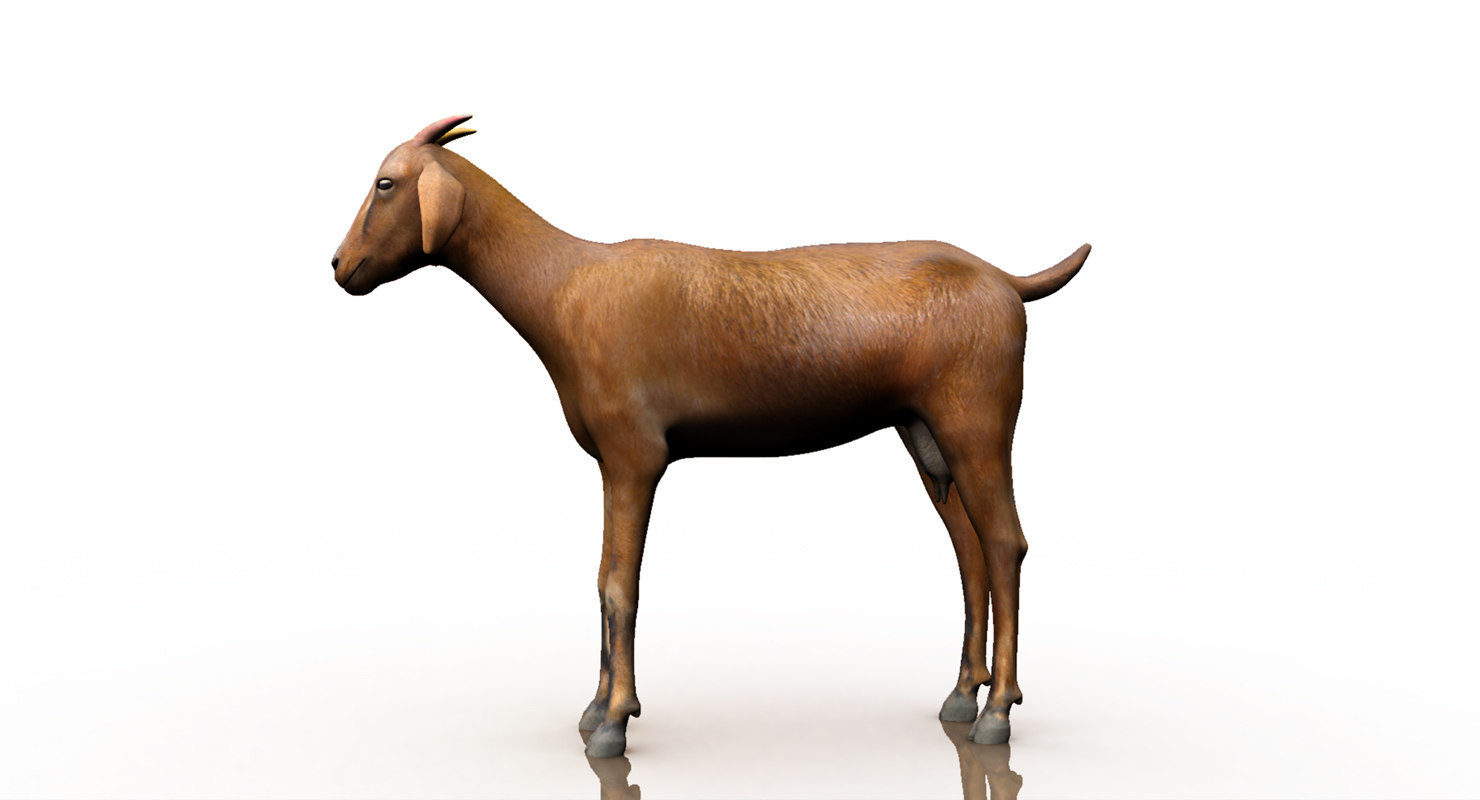 Goat 3D - TurboSquid 1477196