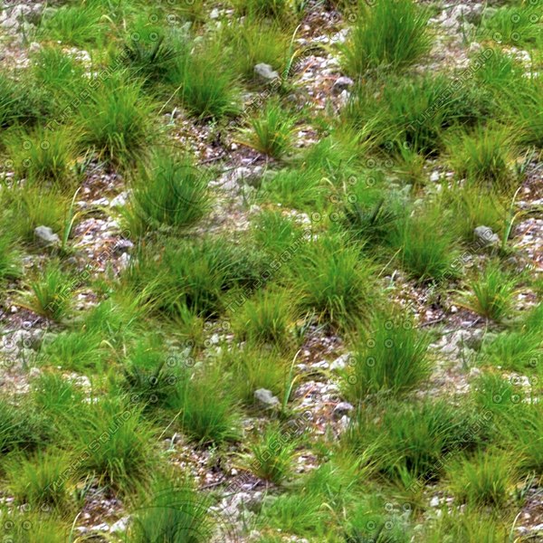 Texture JPEG rock grass patch