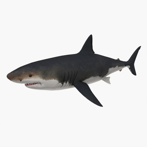 3D Megalodon Models | TurboSquid
