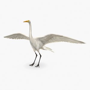 Egret 3D Models for Download | TurboSquid