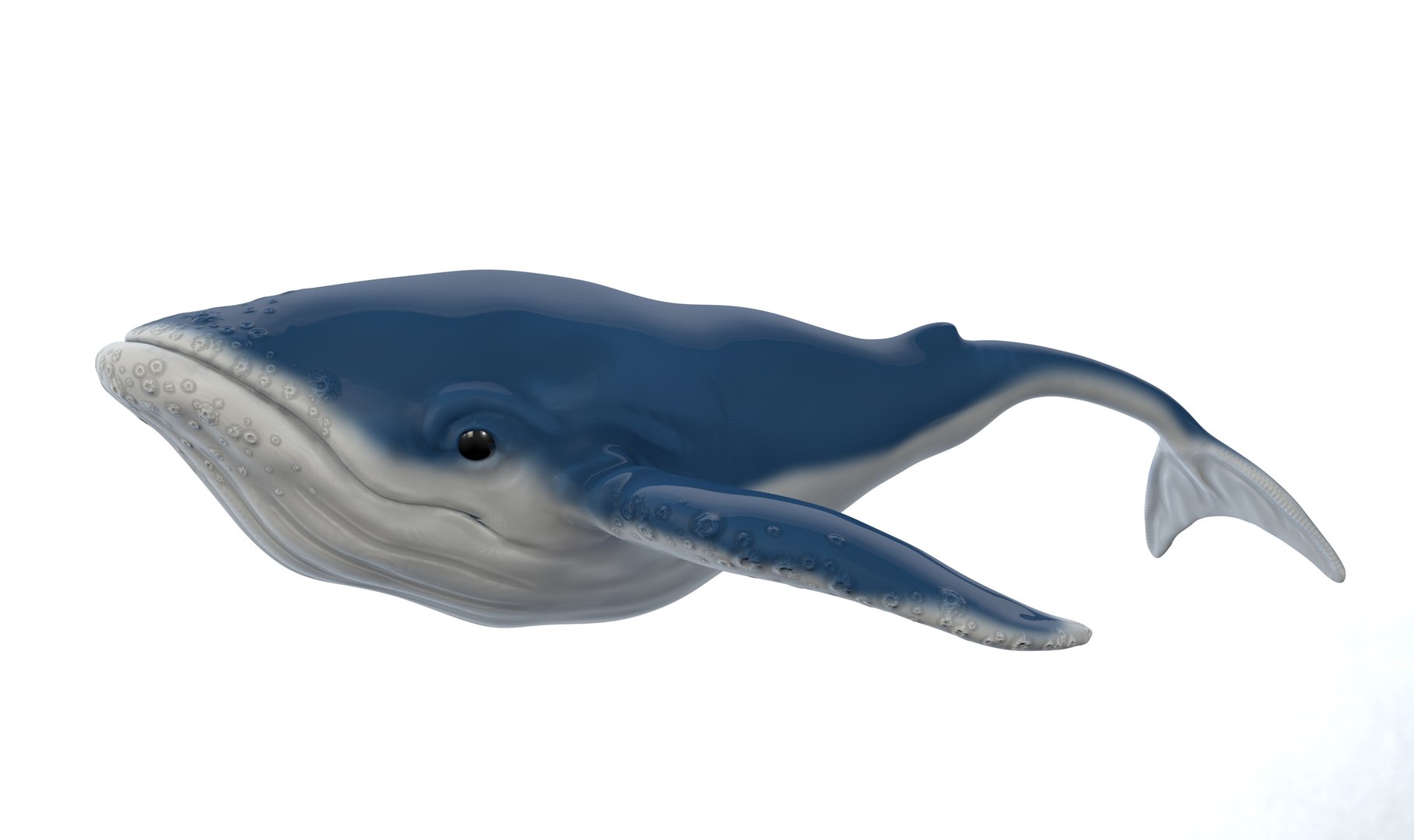 modelo 3d Modelo 3D de dibujos animados de ballena - TurboSquid 1377442