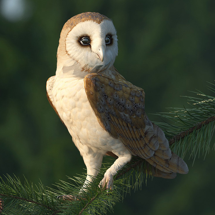 3D barn owl rigged model - TurboSquid 1479073