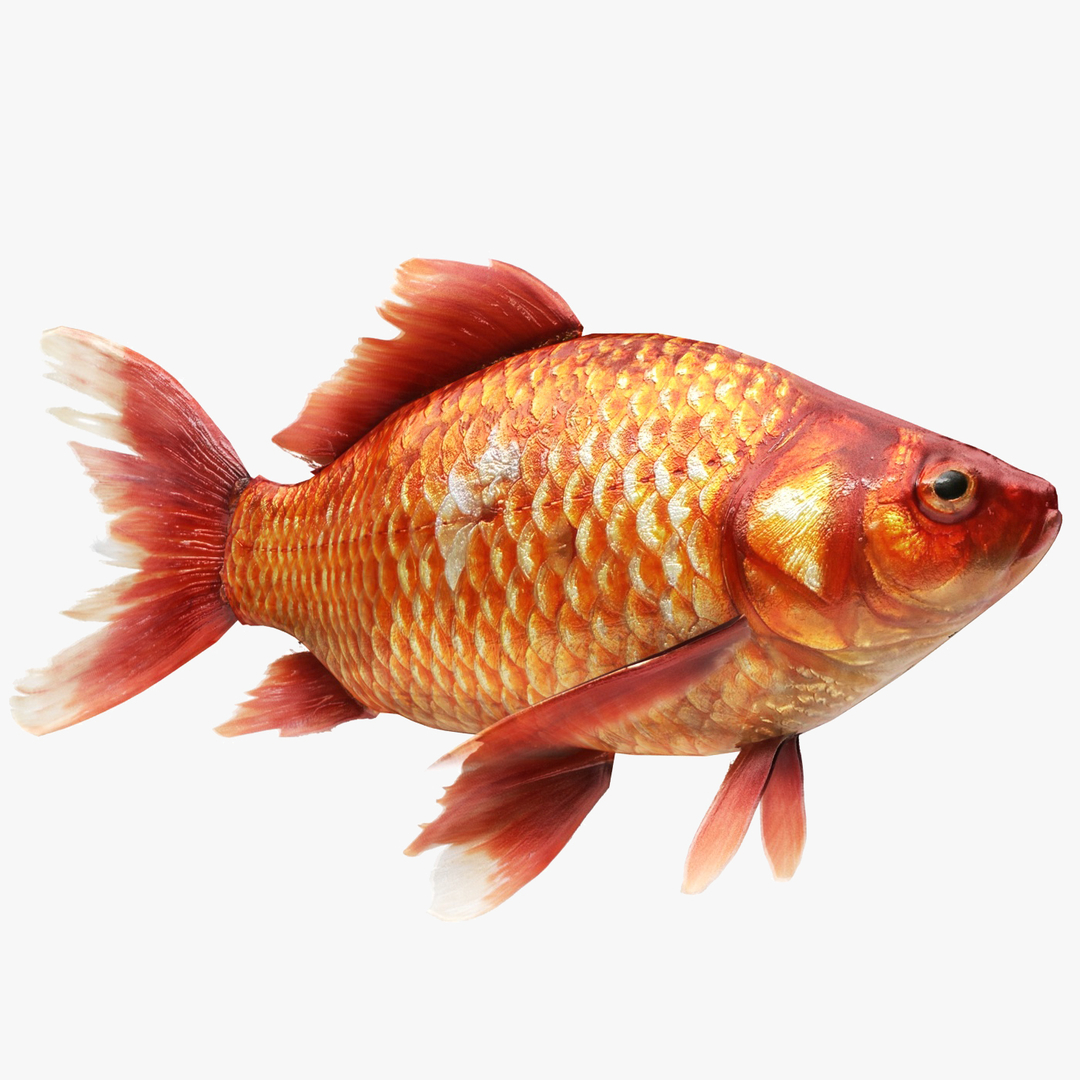 Realistic gold fish 3D - TurboSquid 1479655