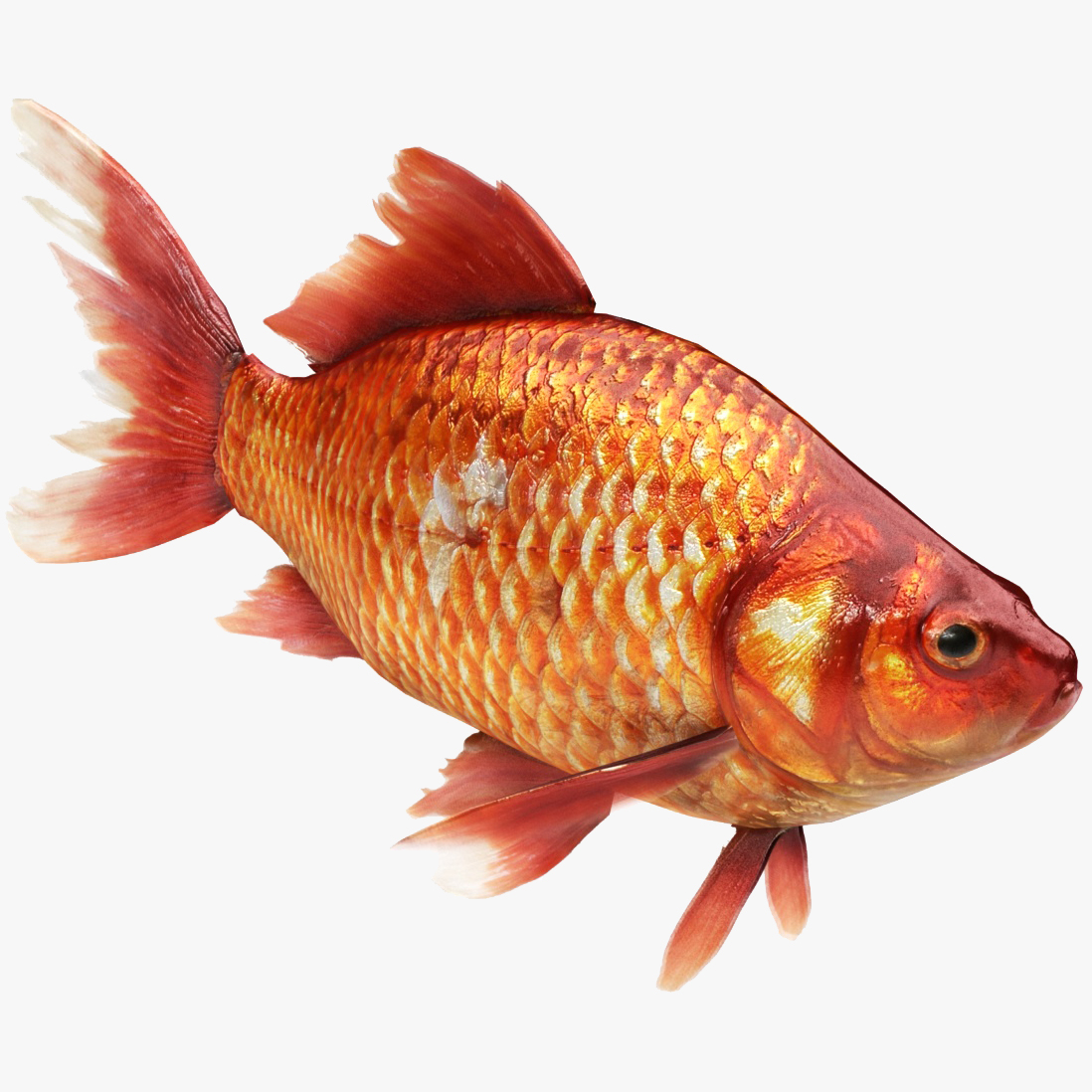 Realistic gold fish 3D - TurboSquid 1479655