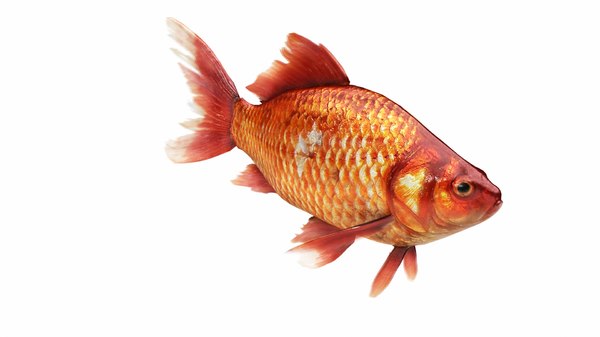 Realistic gold fish 3D - TurboSquid 1479655