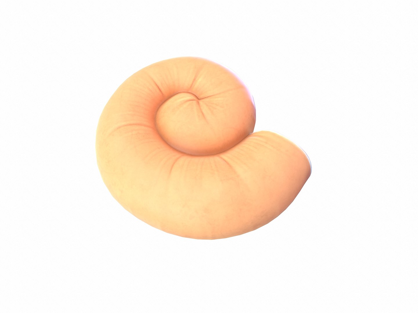 3D model ammonite animal - TurboSquid 1479963