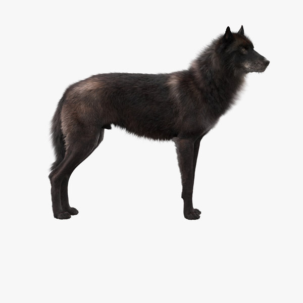 Lobos 3D Modelos para Descargar | TurboSquid
