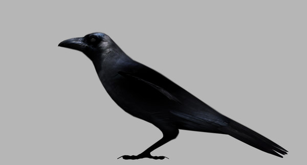 Crow 3D Models for Download | TurboSquid