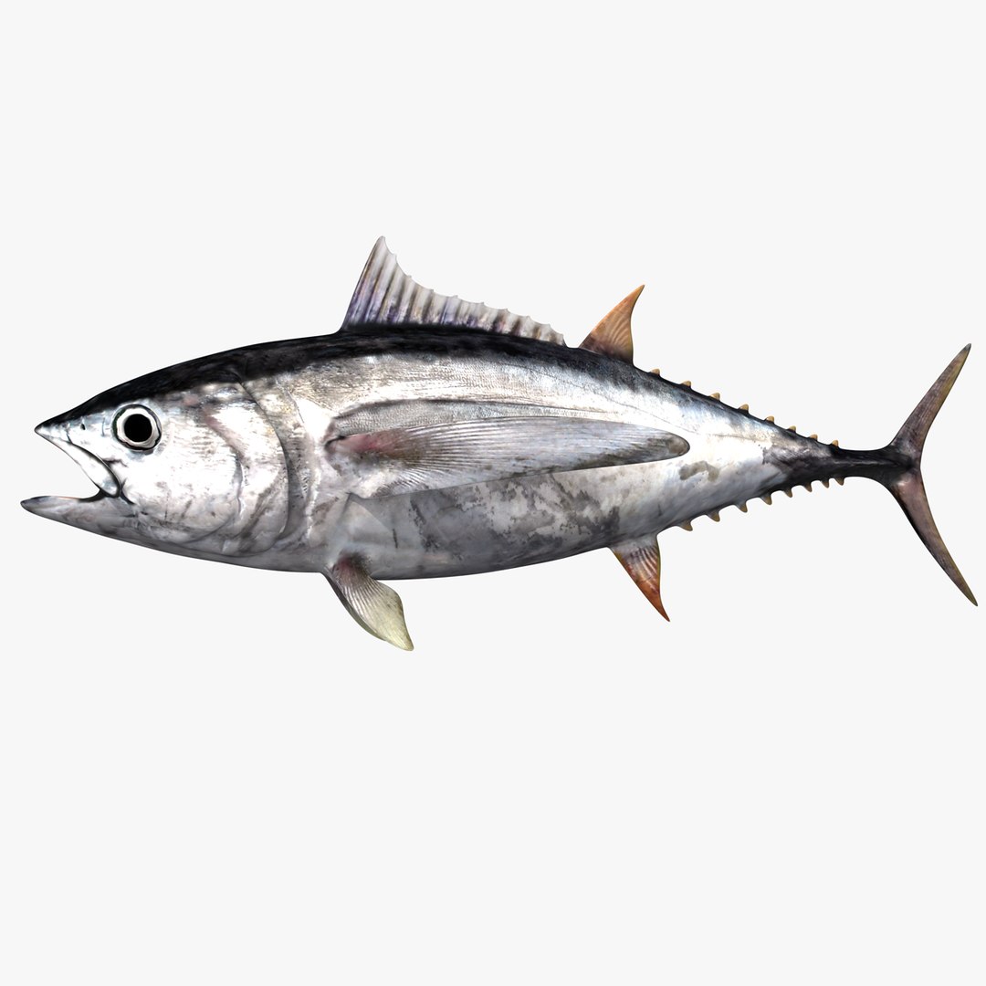 Realistic tuna 3D model - TurboSquid 1479317